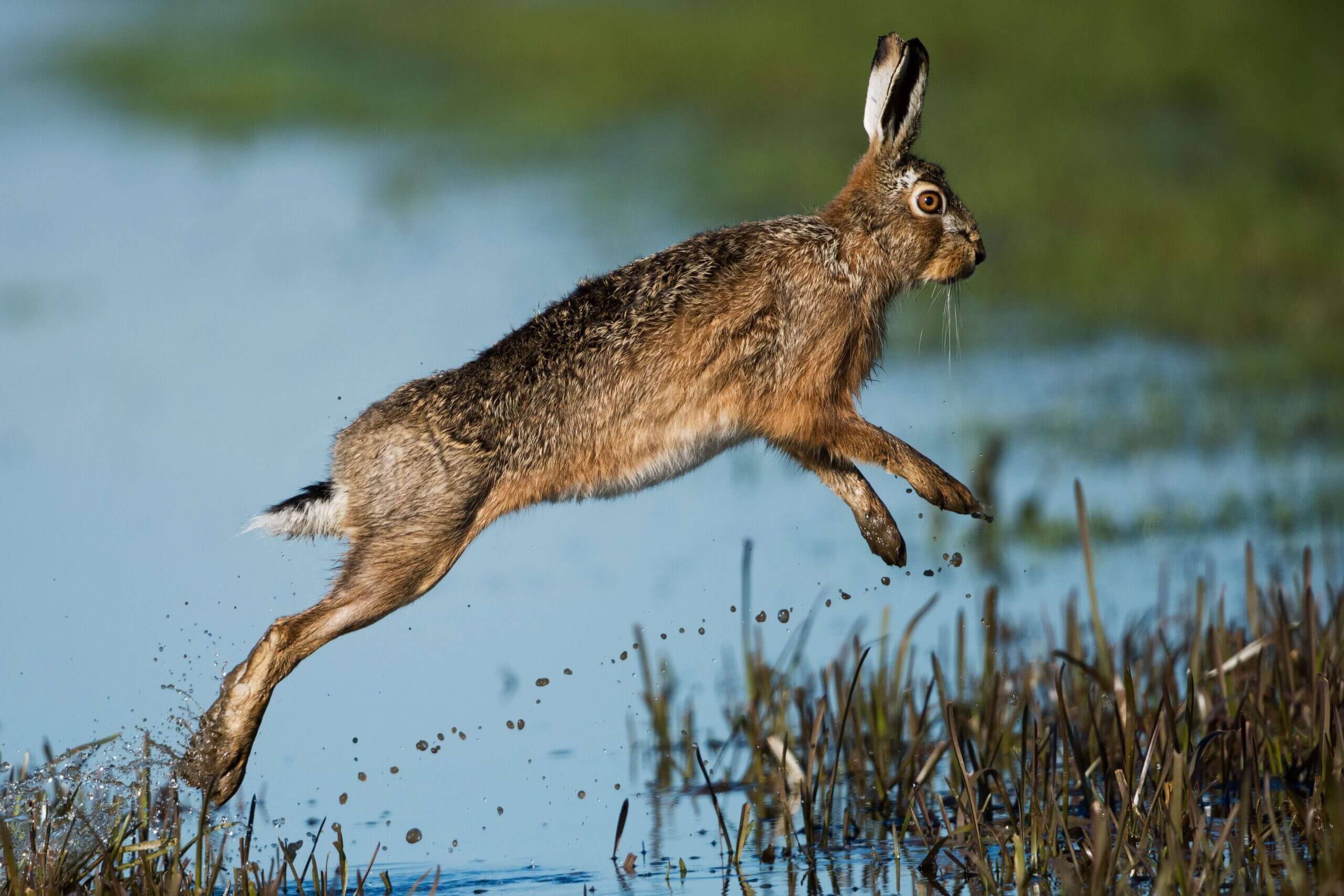 Mad as March Hares? | Woodfarm Barns