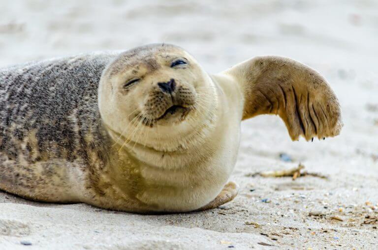 Where to go Seal Watching in Suffolk | Woodfarm Barns