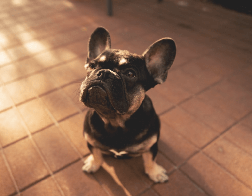 The Dennington Queen | Woodfarm Barns