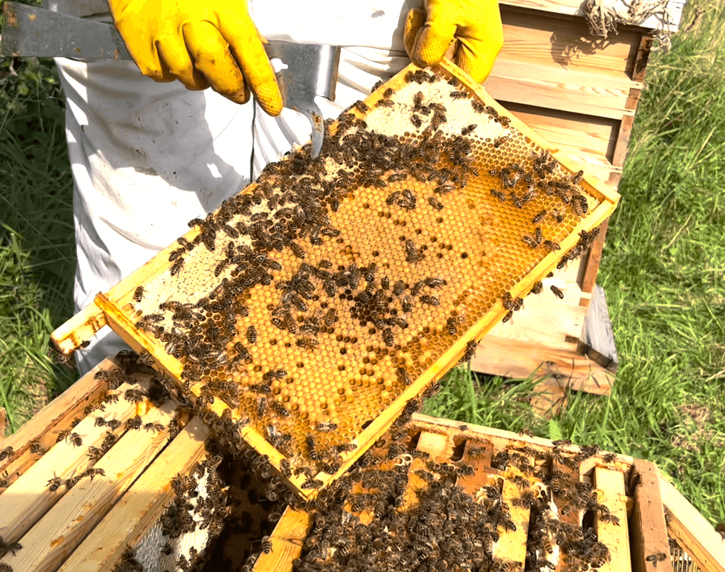 Beekeeping in the Suffolk countryside | Woodfarm Barns