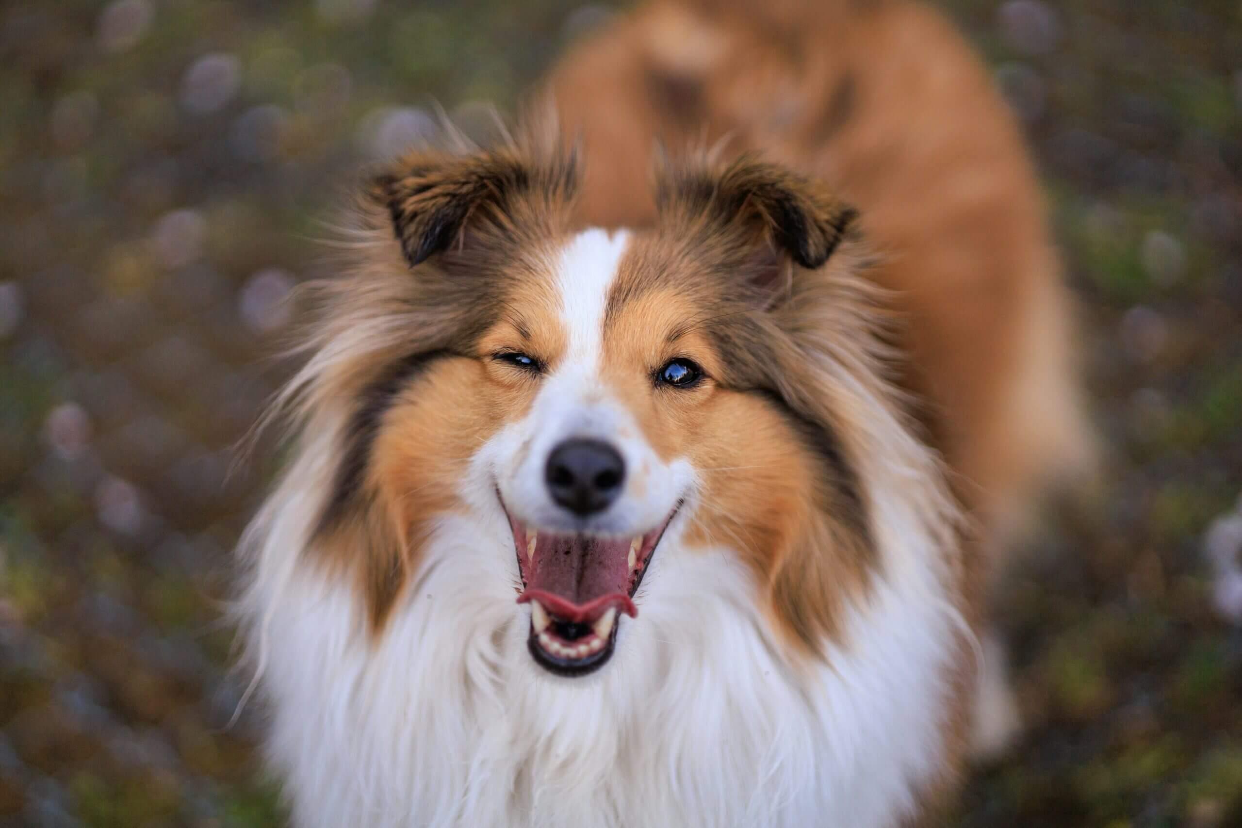 The best things to do with your dog in Suffolk this spring | Woodfarm Barns
