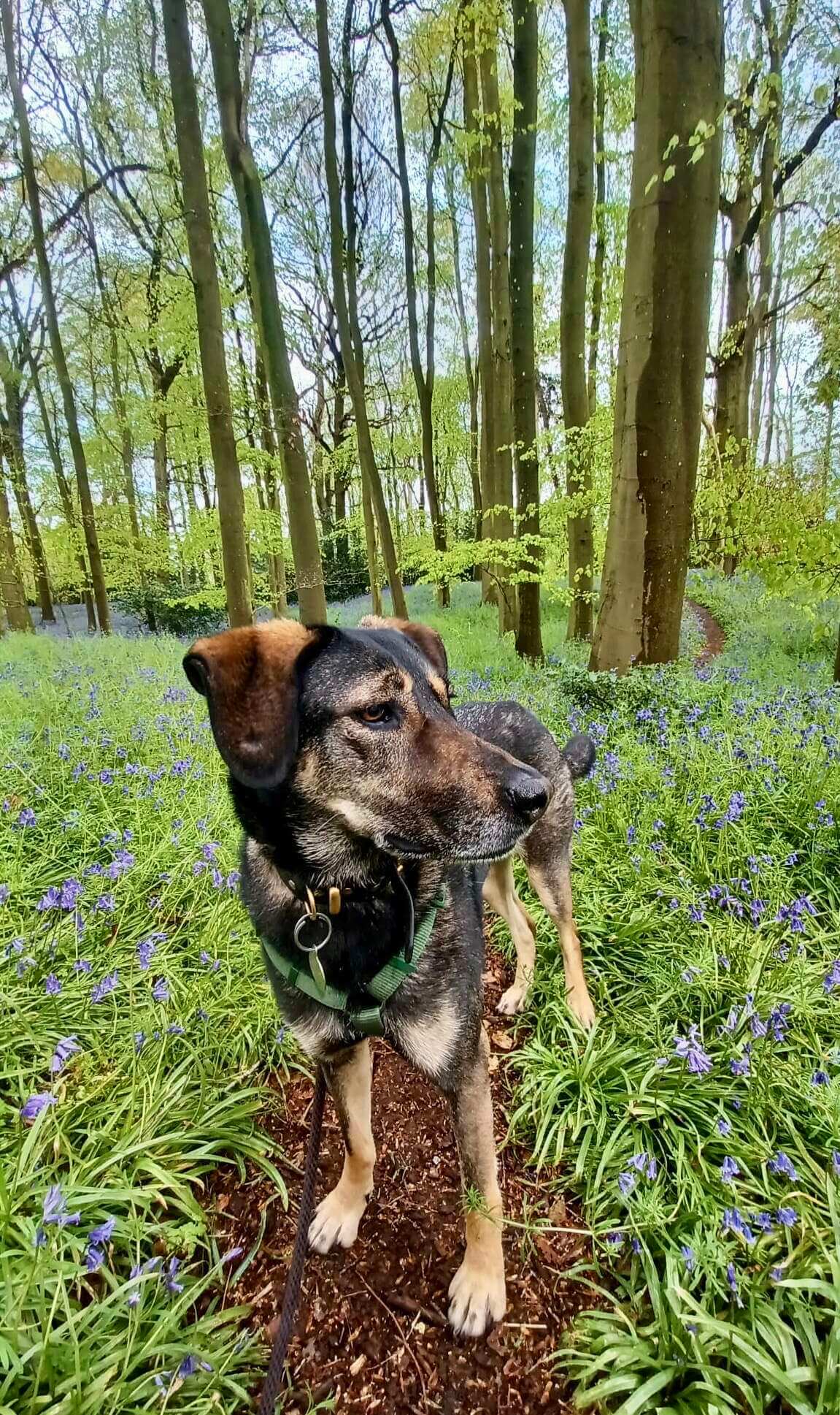 Luxury Dog Friendly Suffolk Holiday Accommodation | Woodfarm Barges