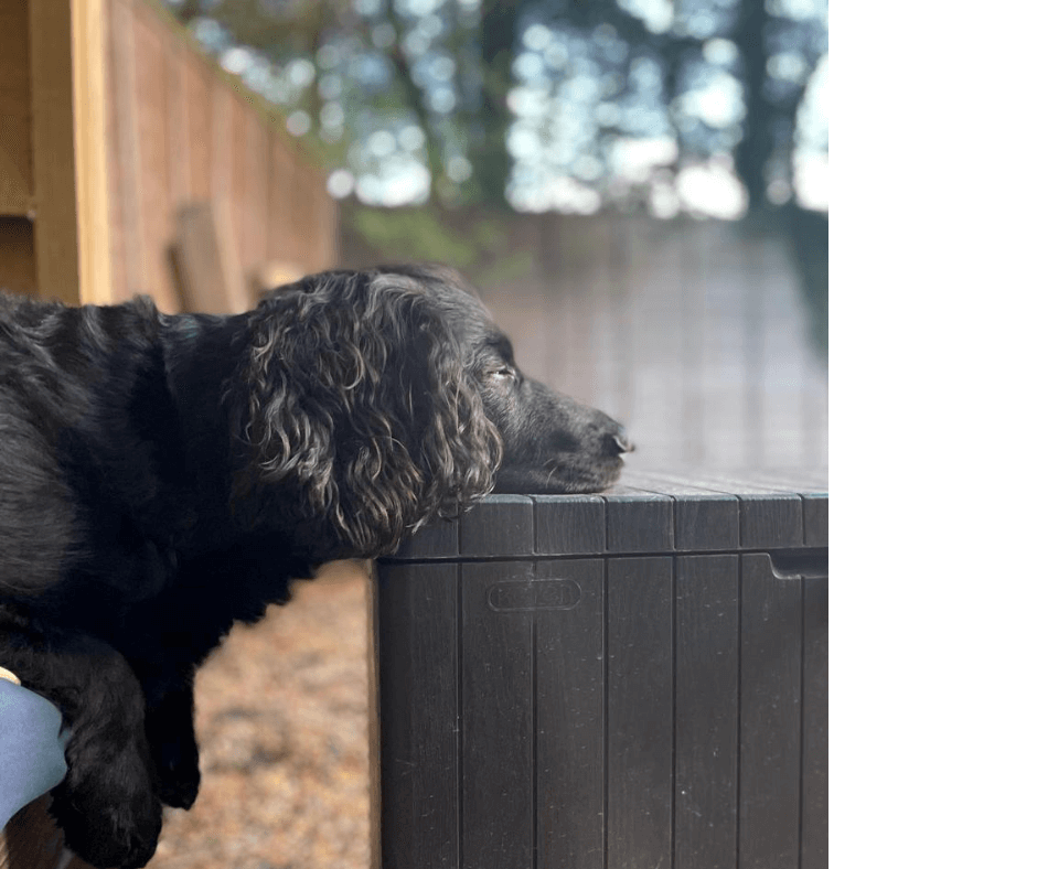 The Dennington Queen | Woodfarm Barns