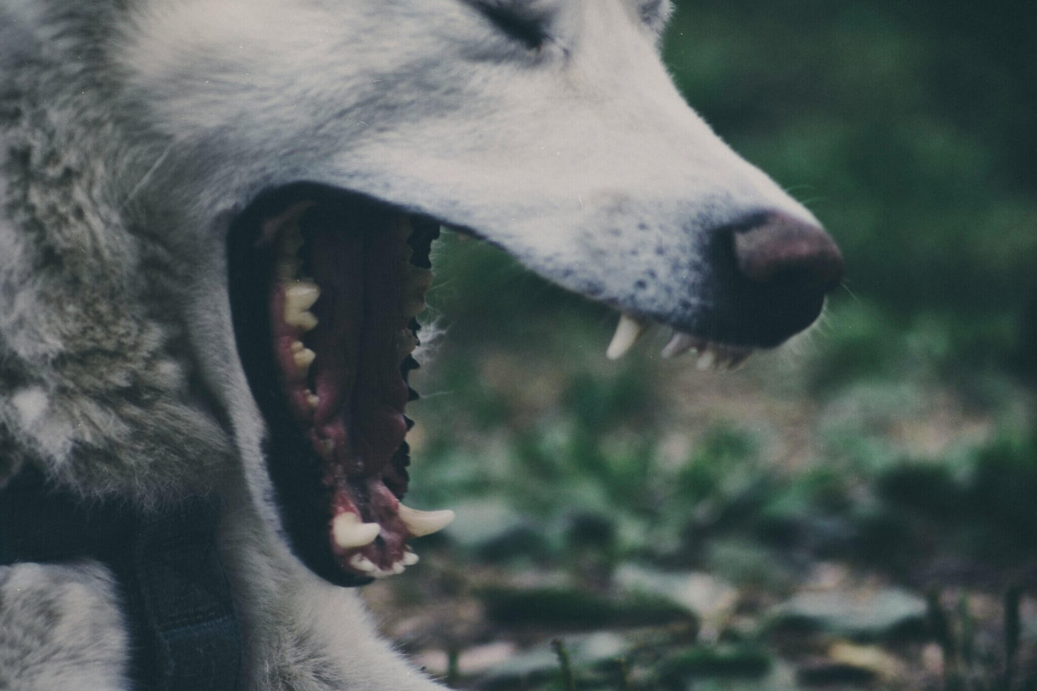 The Dennington Queen | Woodfarm Barns